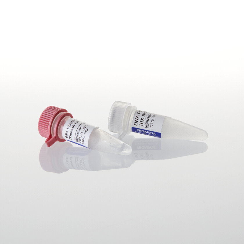 DNA Polymerase I Large (Klenow) Fragment Nerliens Meszansky AS