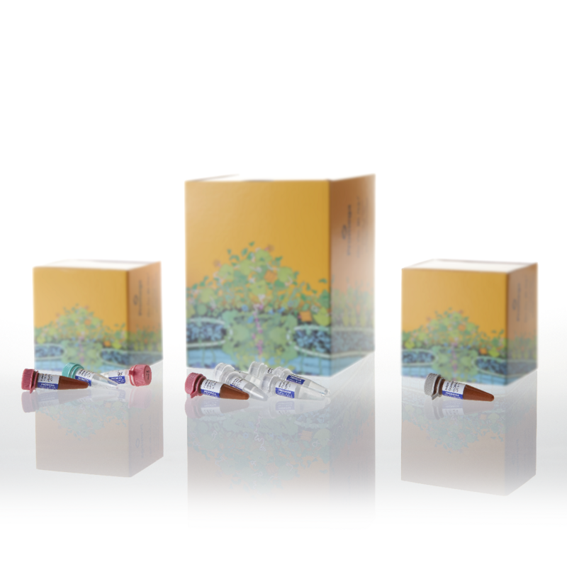 PowerPlex 16 HS System Nerliens Meszansky AS