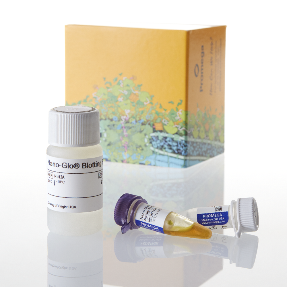 Nano-Glo HiBiT Blotting System Nerliens Meszansky AS